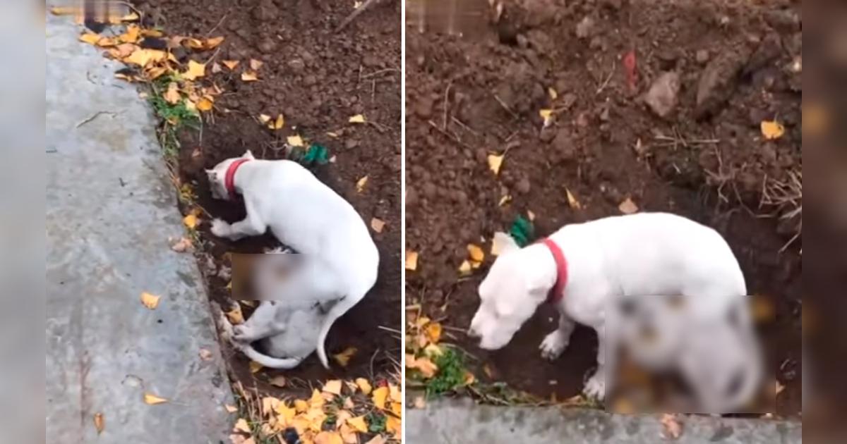 YouTube viral: Perro intenta desenterrar y despertar a su ‘hermano ...