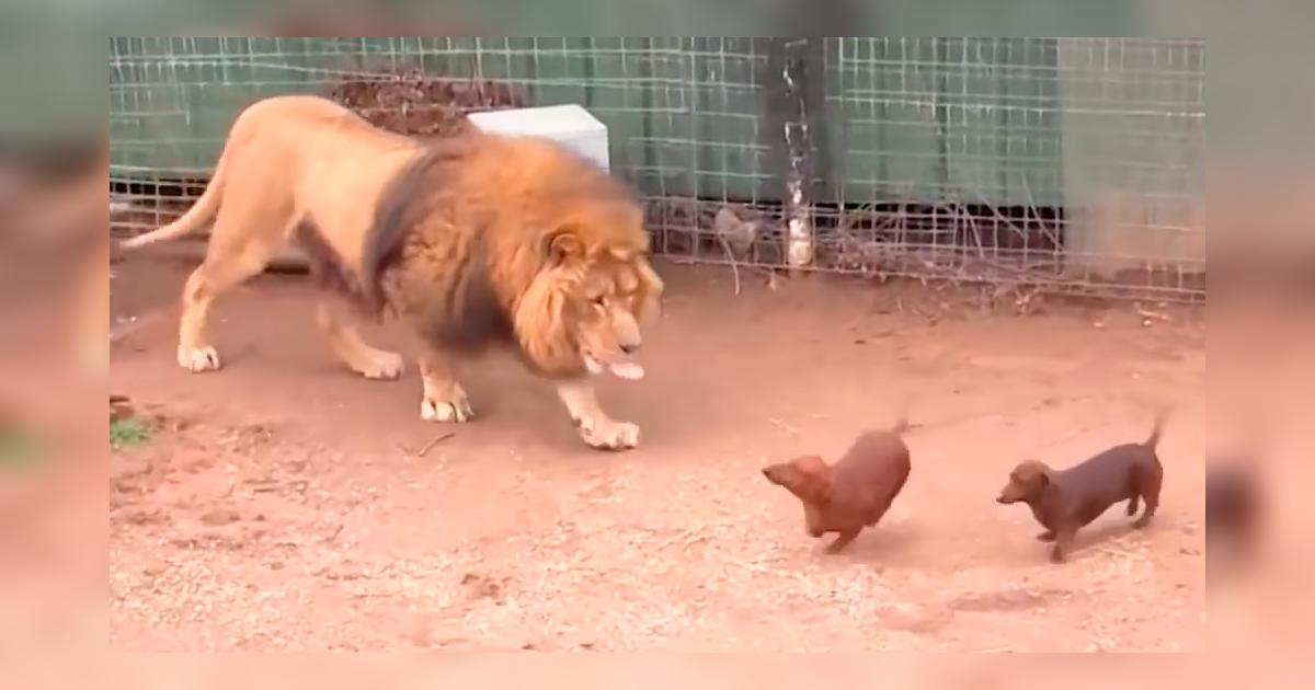 YouTube viral: esto hizo un león cuando alguien introdujo dos perros en ...