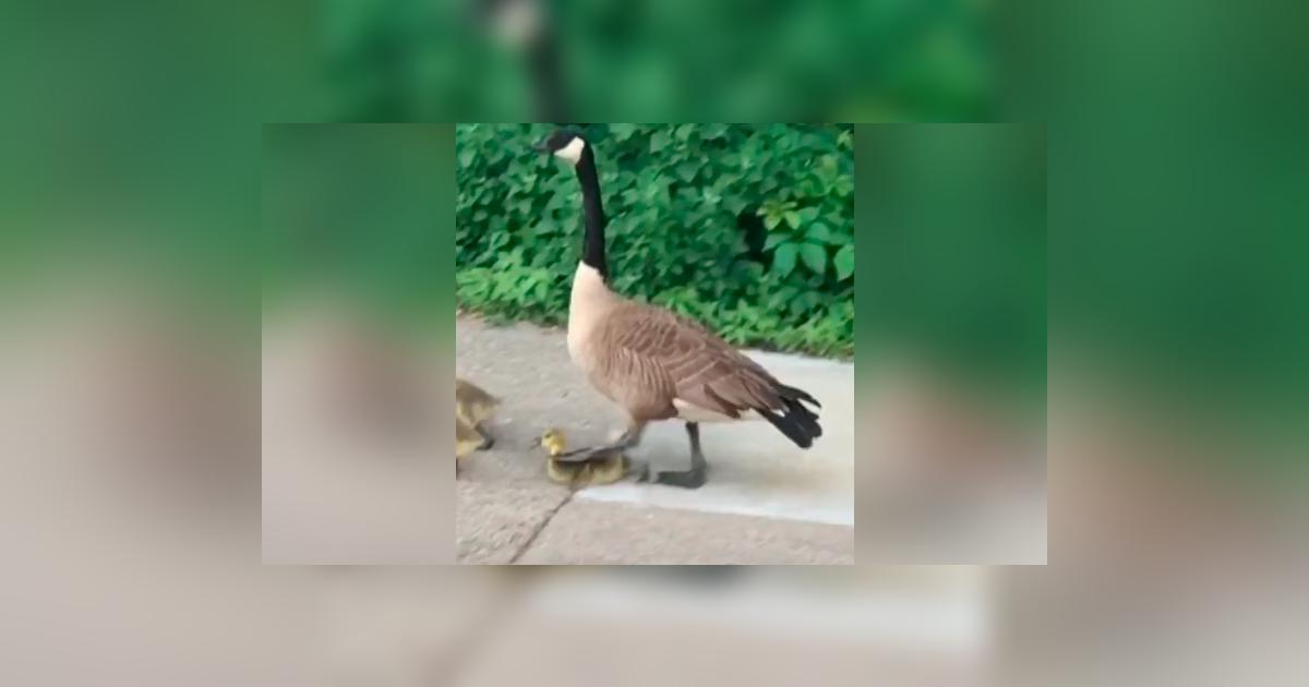 YouTube viral: Pato bebé recorre calle junto a su familia y es ...