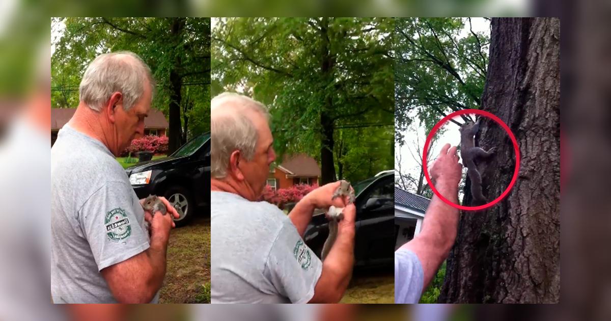 Facebook viral: Rescató ardilla, la liberó y animal tuvo terrible final ...