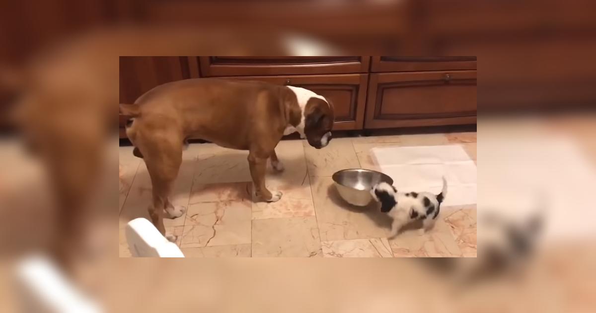 Es Benji El Perro Un Niño O Una Niña