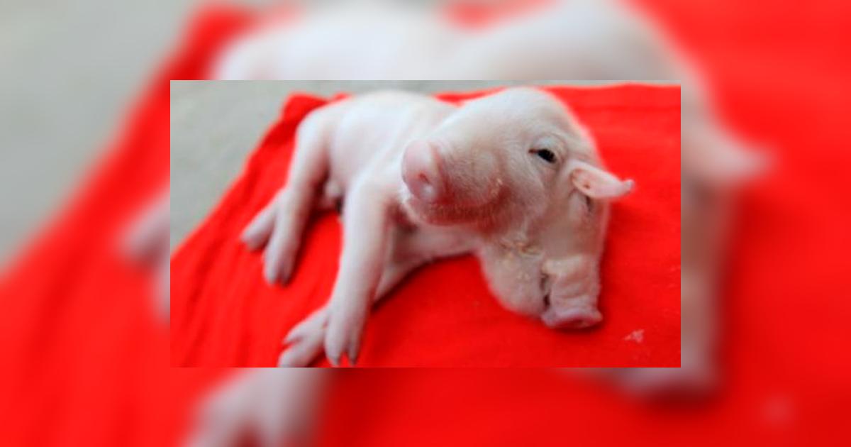 YouTube viral: Terrorífica apariencia de cerdo con dos cabezas y tres ...
