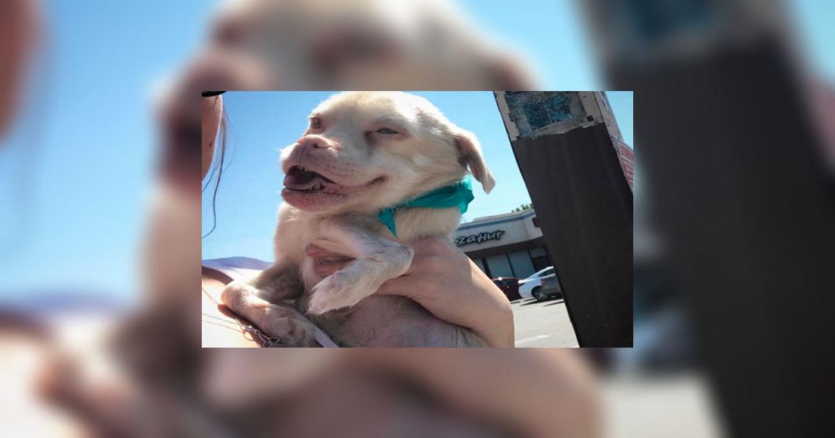 Instagram: Conoce a Tucker, el "perro murciélago" que encandila con su ...