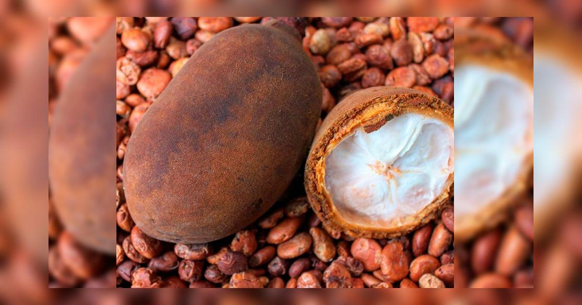 Copoazú, la superfruta amazónica que destacó a pesar de la crisis por ...