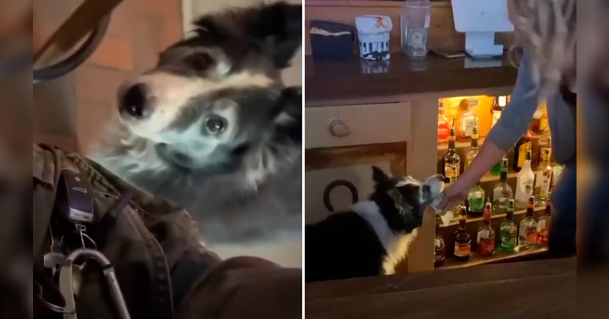 YouTube viral: Conoce a Jack, el perro que ayuda a su dueño a recibir ...