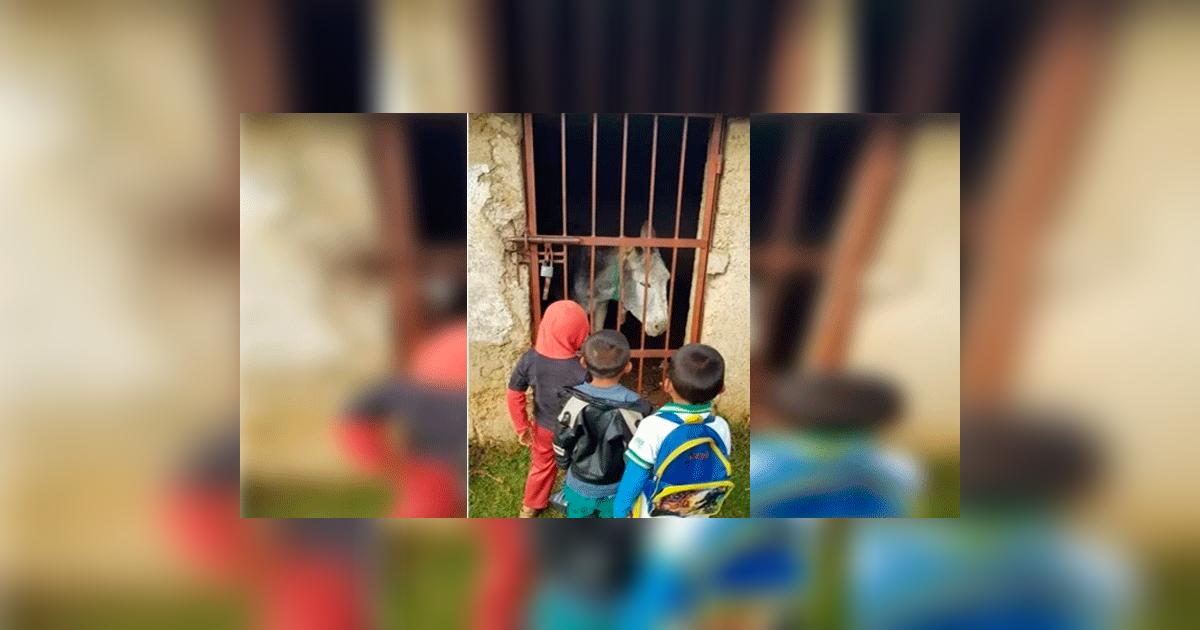 México: Encierran a burro por destrozar una propiedad y lo someten a un ...