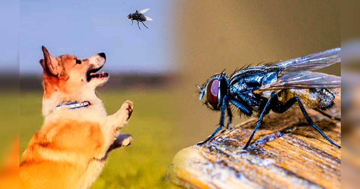 ¿Por qué los perros suelen comer moscas?: conoce la verdadera razón ...