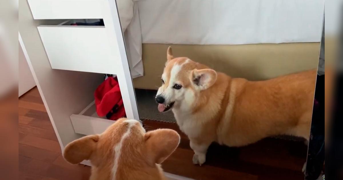 YouTube viral: perro se mira por primera vez al espejo y su curiosa ...