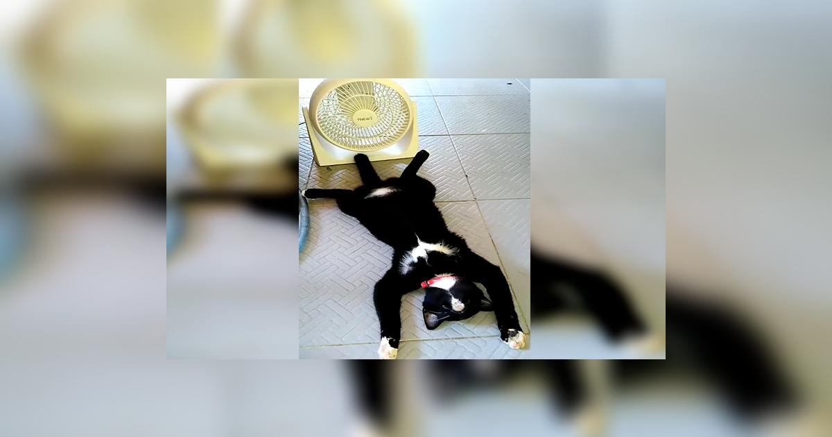 Facebook viral: piensa que su gato está 'muerto' hasta que se percata ...