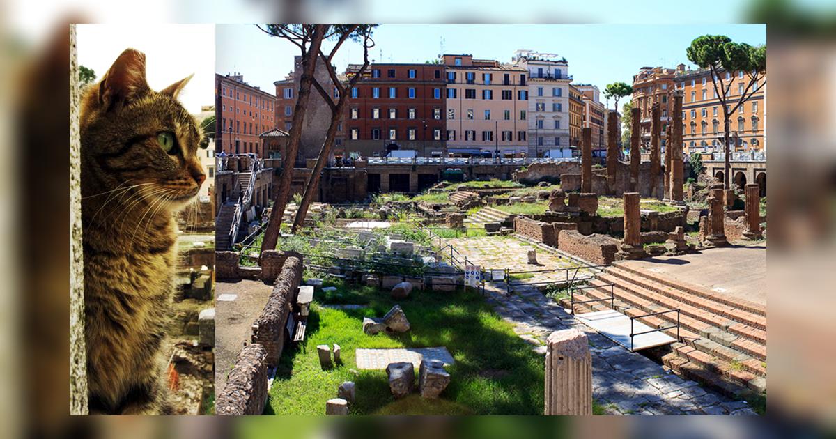 Google Maps: Gato se hace famoso por su curiosa aparición en una calle ...