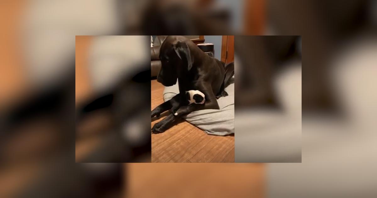 YouTube viral: perro tiene conmovedora reacción al conocer por primera ...