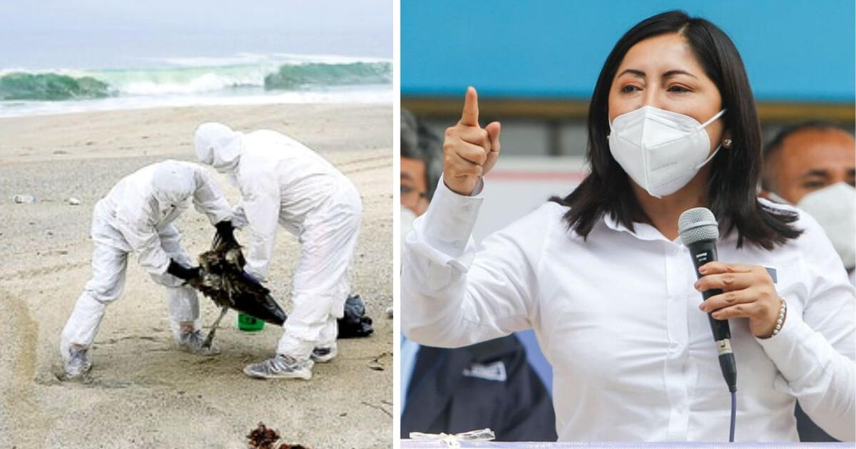 Minsa Sobre Cierre De Playas Ante Gripe Aviar No Sería Correcto” Senasa Sociedad La