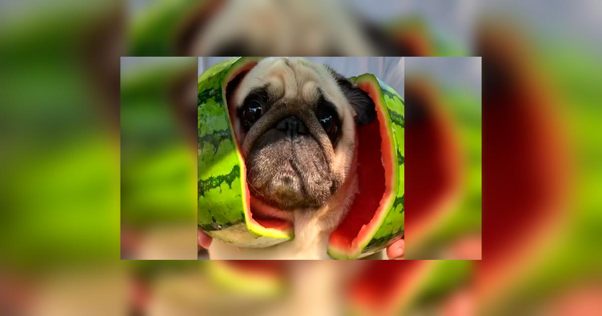 Facebook viral: Encuentra curioso animal dentro de sandía y queda en ...