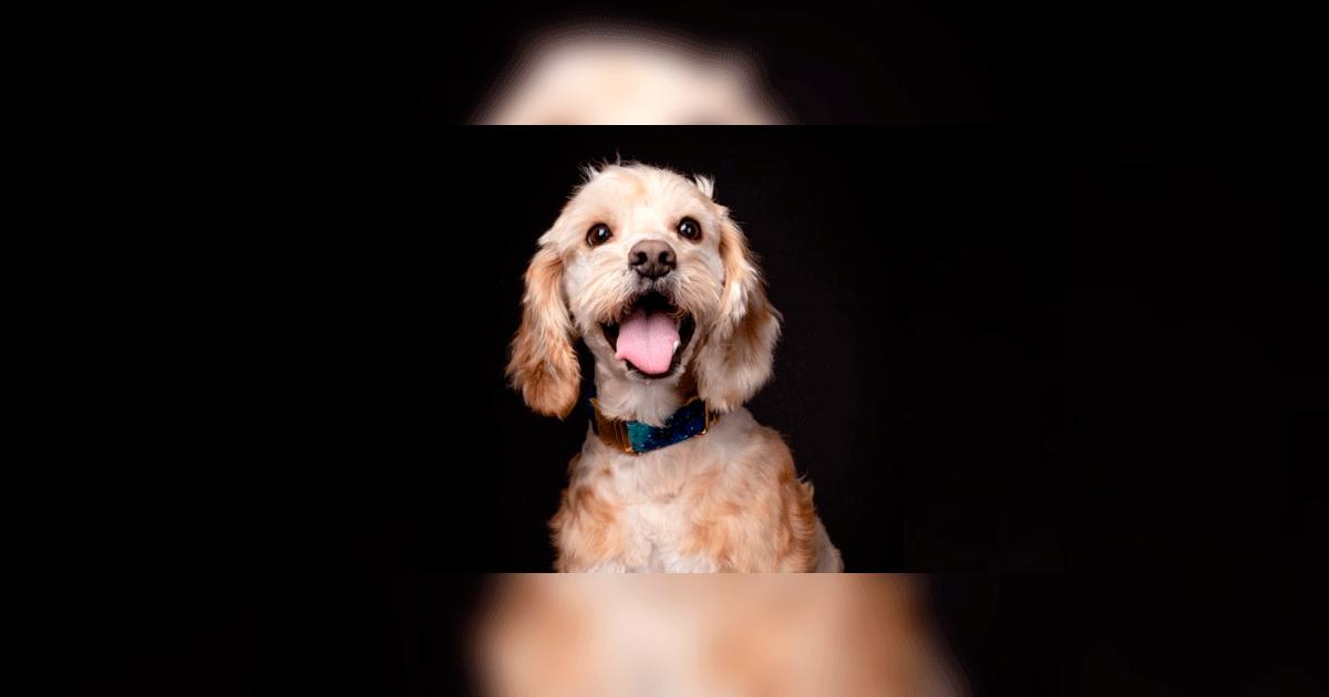 Maltrato animal: increíble cambio perro moribundo rescatado de las ...