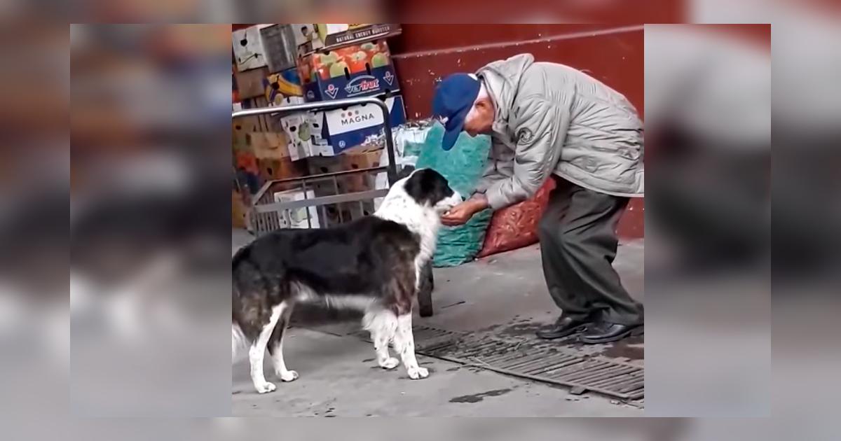 Facebook: conmovedor gesto de un anciano con un perro sediento ha ...