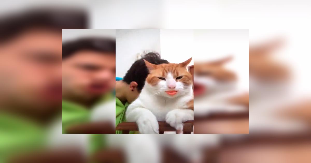 Facebook viral: le juega cruel broma a su gato para hacerlo 'cantar' y ...