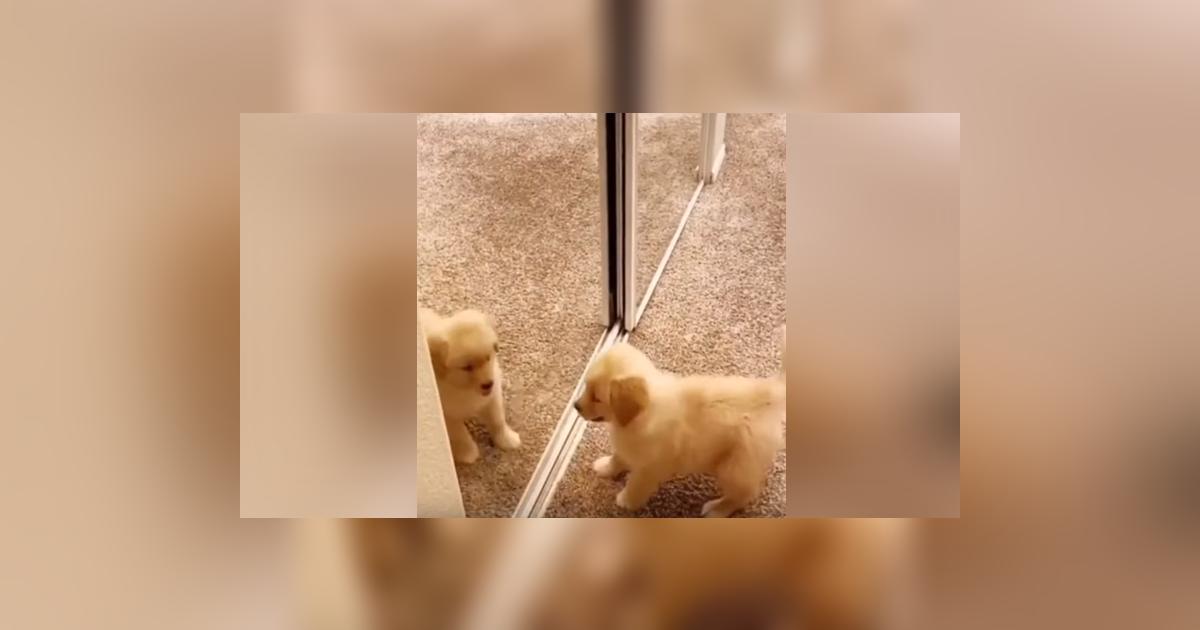 YouTube viral: Pequeño perro ve por primera vez su reflejo en el espejo ...