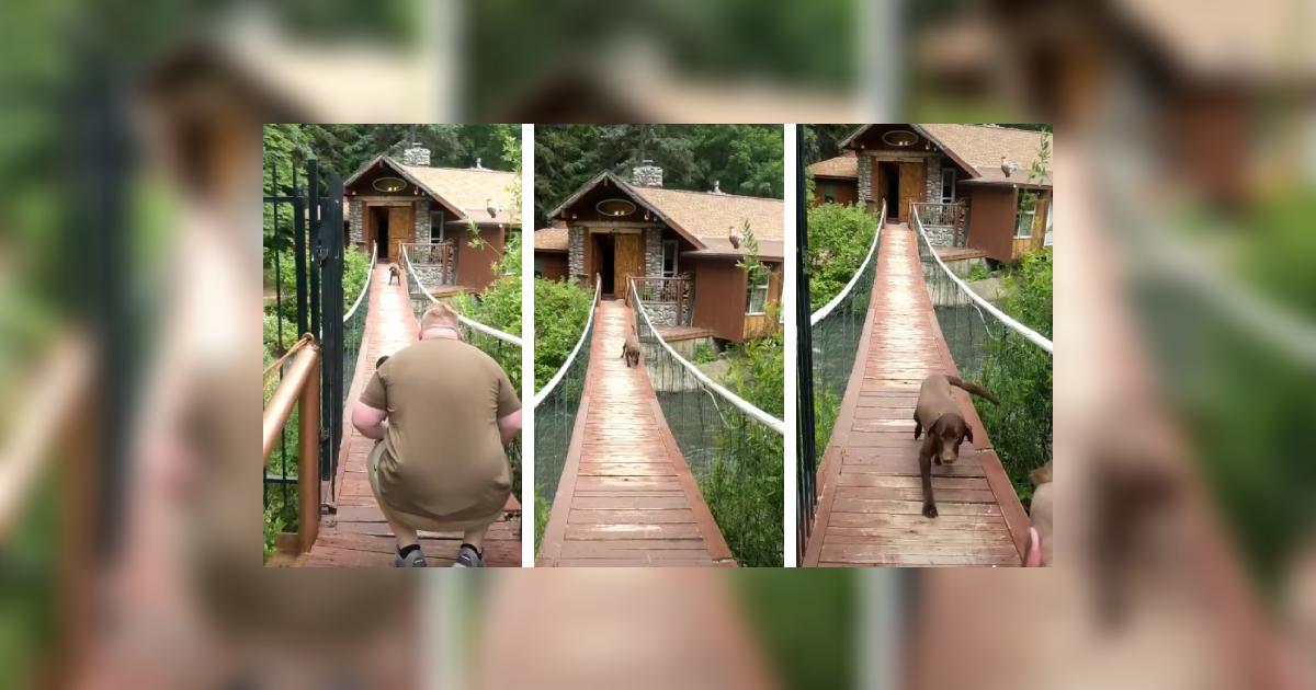 Facebook viral: ayuda a su perro a perder el miedo a las alturas y lo ...