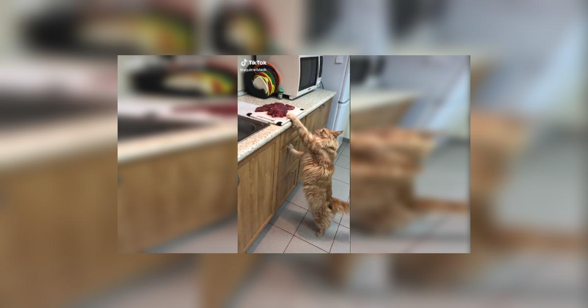 TikTok viral: joven regresa a casa y encuentra a su gato ‘robando’ la ...