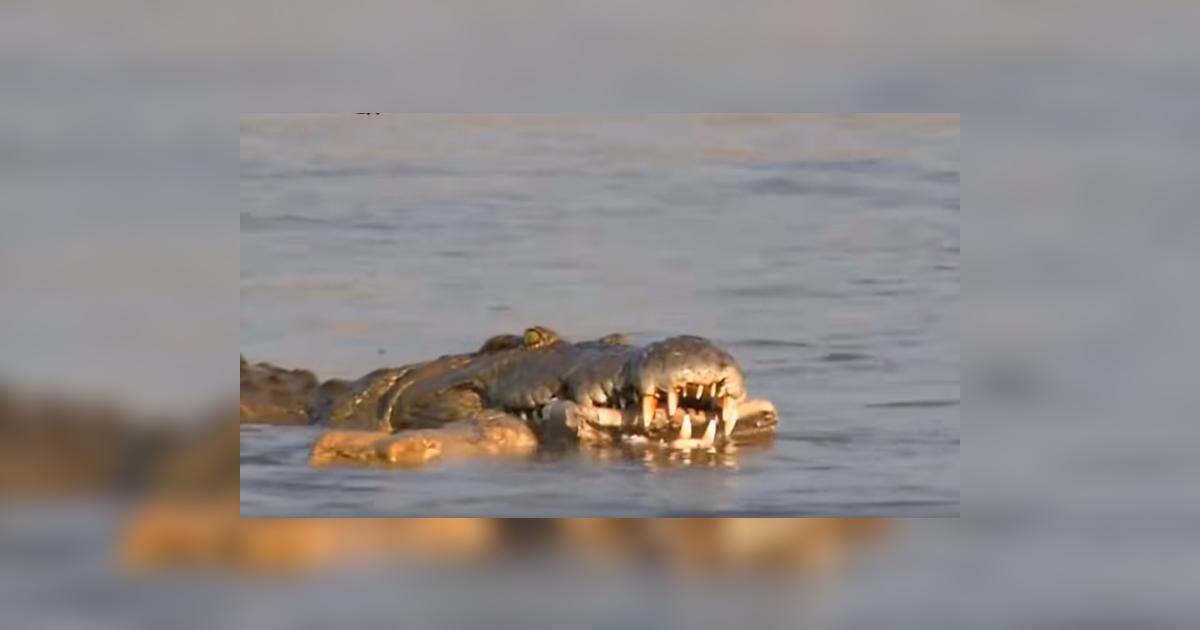 YouTube viral: Enorme cocodrilo tiene brutal pelea con otro feroz ...