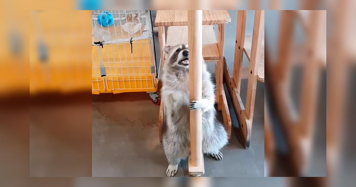 Facebook viral: mapache es captado bailando ‘pole dance’ y sus ...