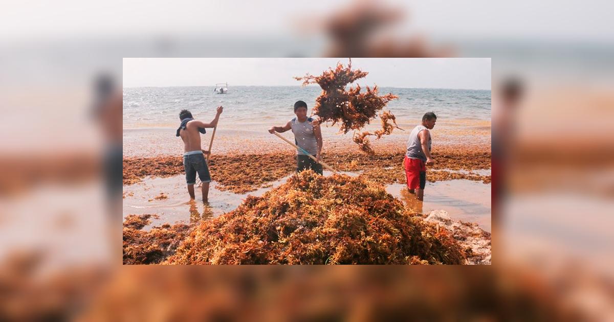 El sargazo en Perú y su papel en el medio ambiente | ATMP | Mundo | La República