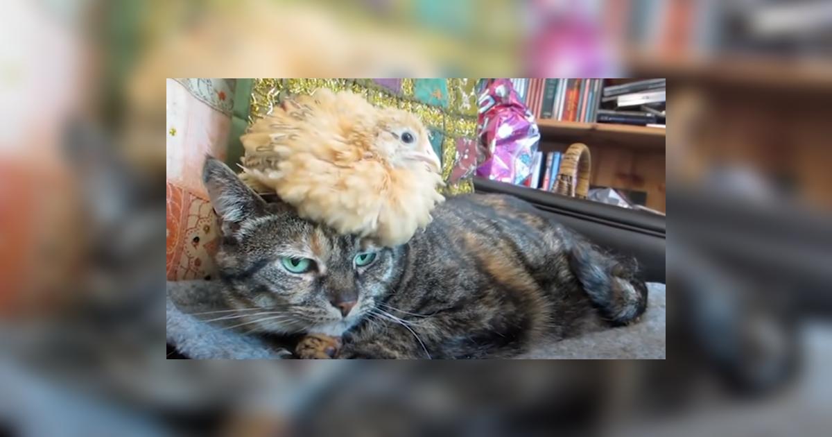 YouTube viral: mujer regresa a su casa y encuentra a su gato con su ...