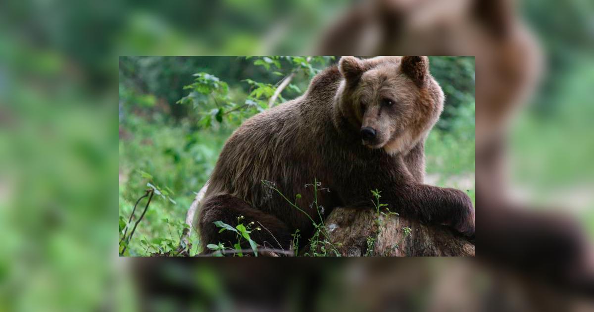 Facebook: feroz oso se lanza sobre un príncipe árabe y deja asombrado a ...