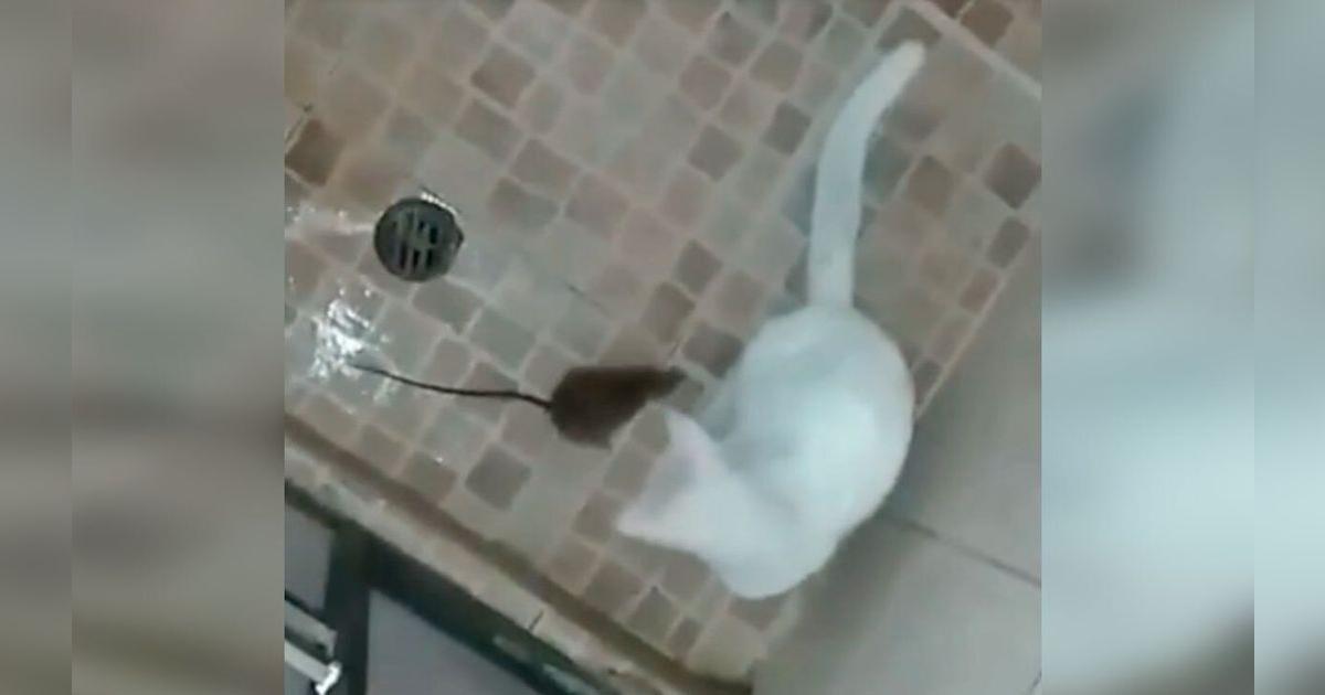 Facebook viral: le pide a su gato cazar a un ratón, pero ambos se ...
