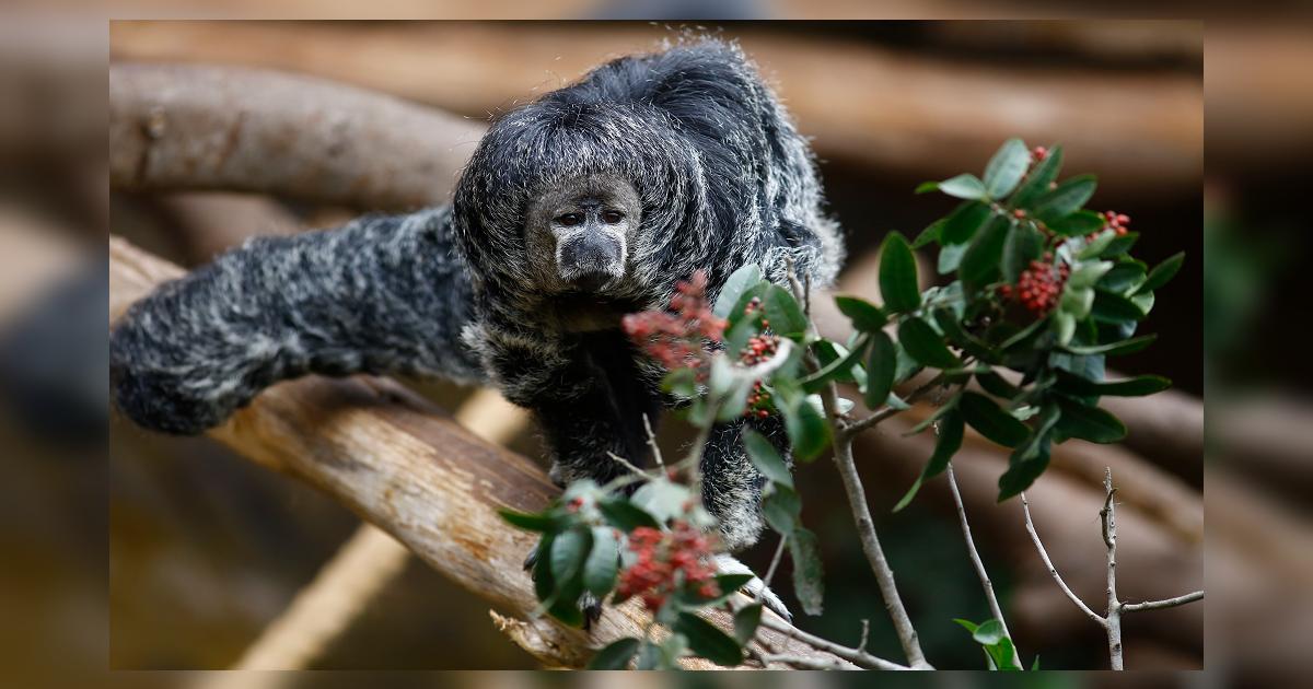 A celebrar con “Viejita” la mono guapo negro está de cumpleaños ...