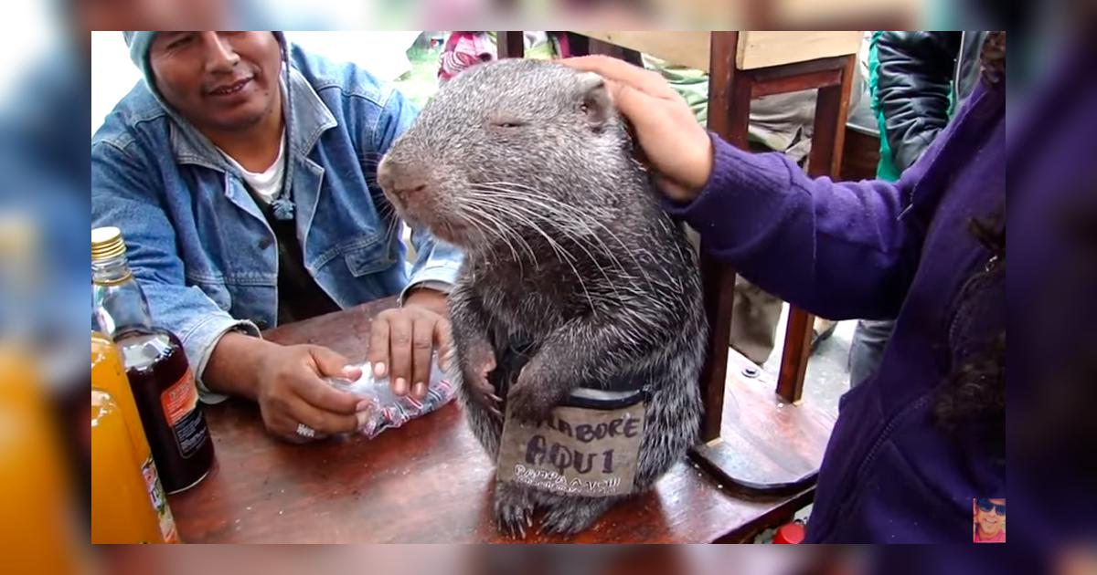 YouTube: turistas llegan a Perú y quedan sorprendidos con la Pacarana ...