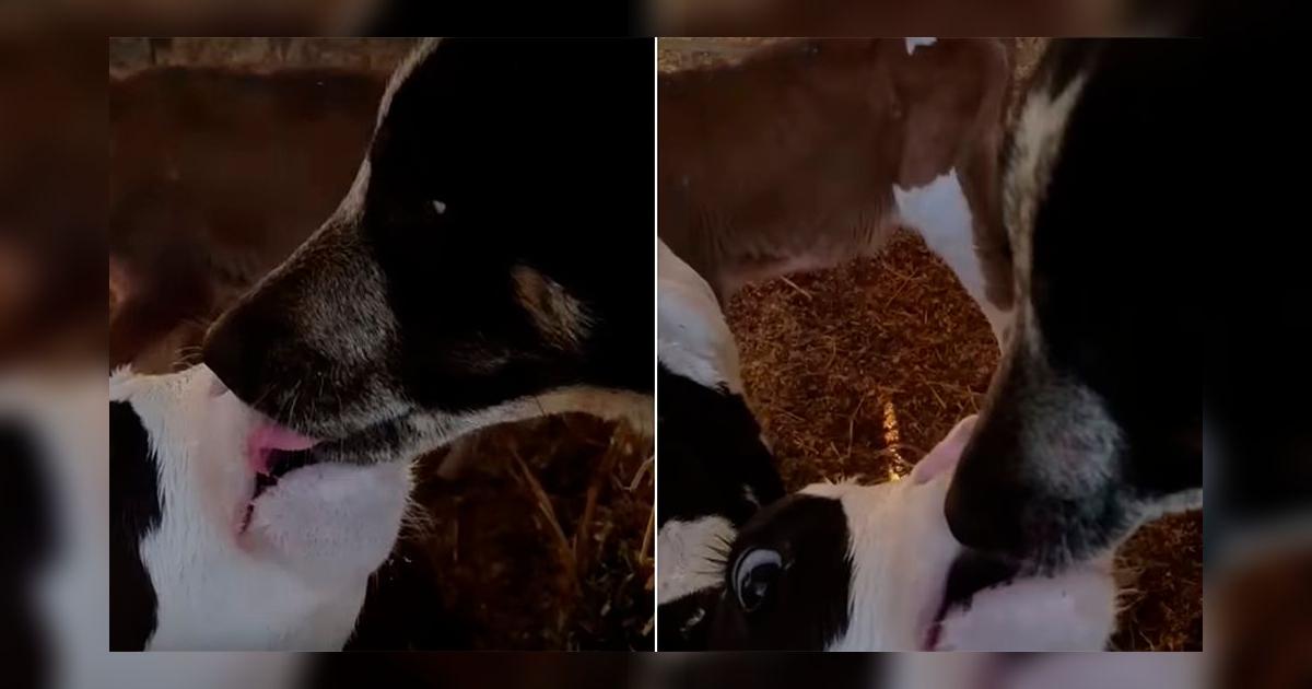 Facebook: Apasionado beso entre un vaca y perro conmueve a todos en ...