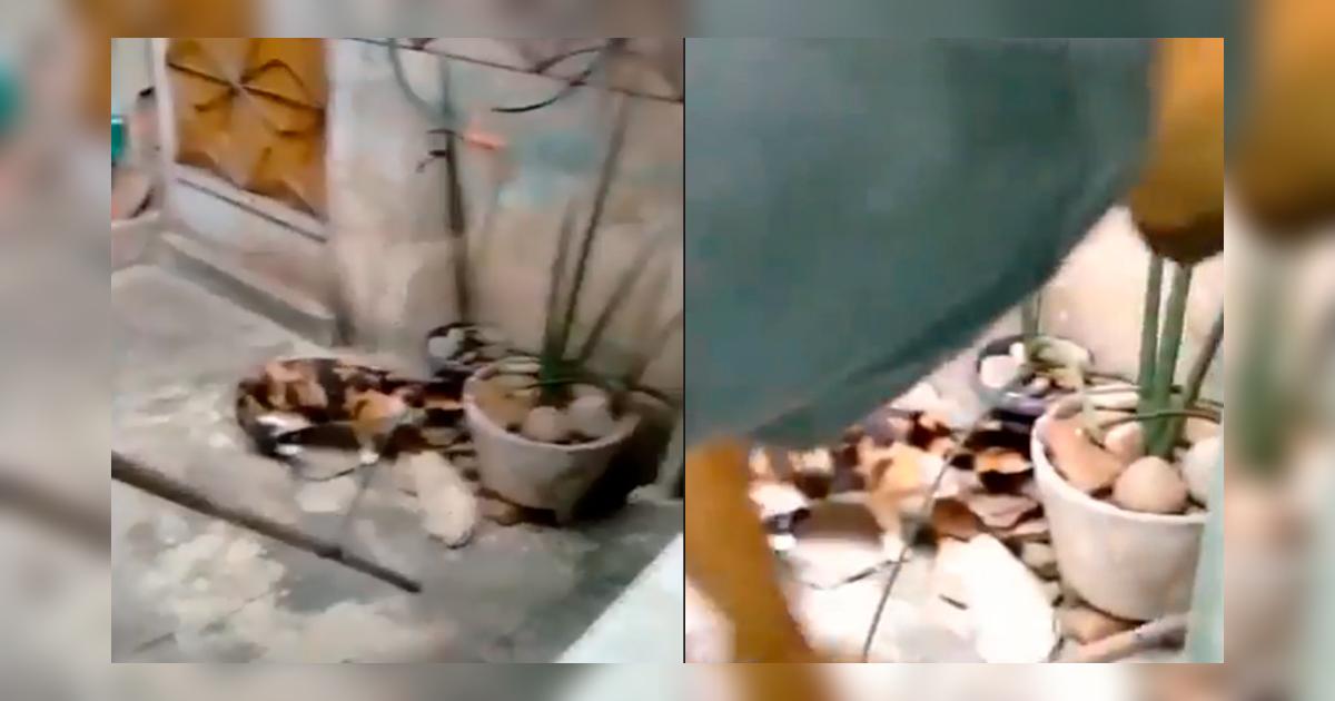 YouTube: La sorprendente fuga de la "rata ninja" que es viral en las ...