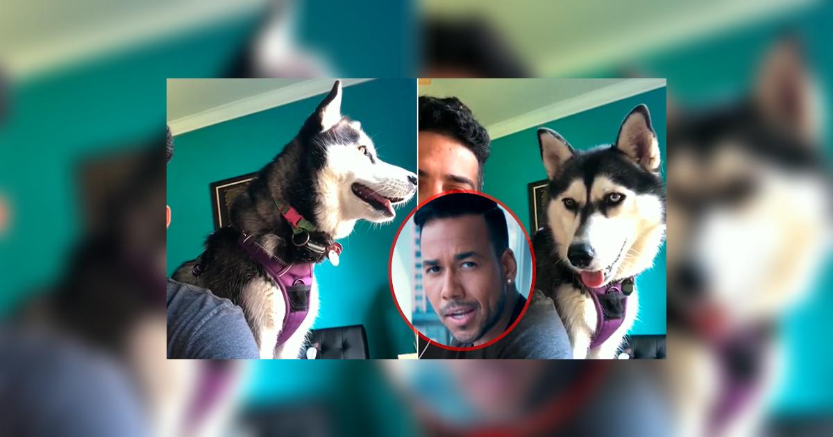 Facebook: Sorprendente reacción de un perro al escuchar a Romeo Santos ...