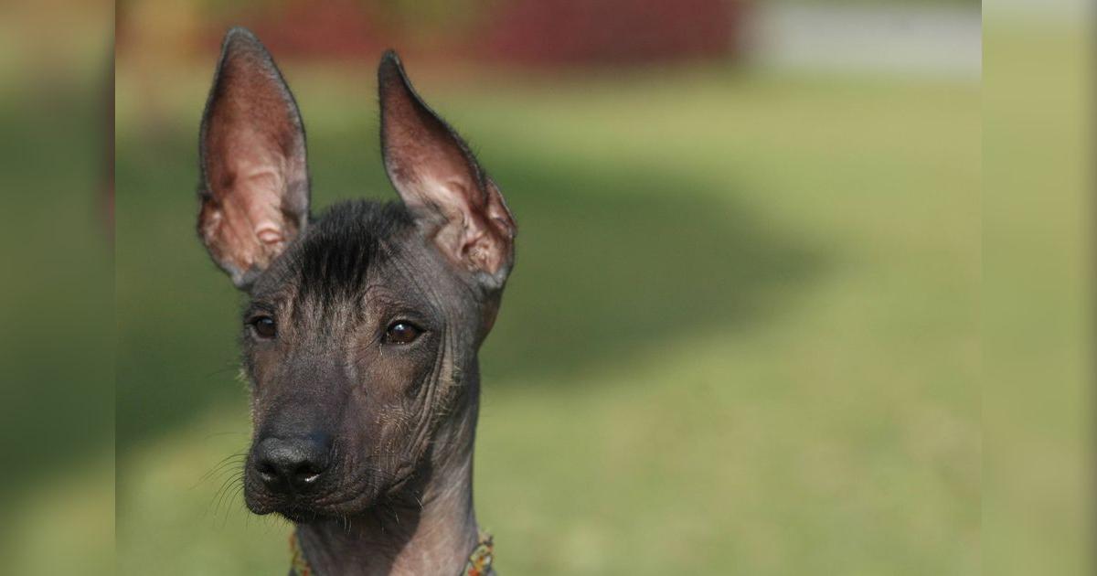 ¿El “Perro calato” fue un manjar curativo? [VIDEO] | undefined | La ...