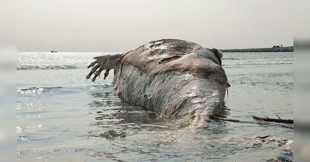 ¿Por qué explotan las ballenas cuando mueren? Científico explica este ...