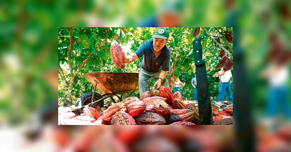El mejor cacao de calidad del país está en Oxapampa