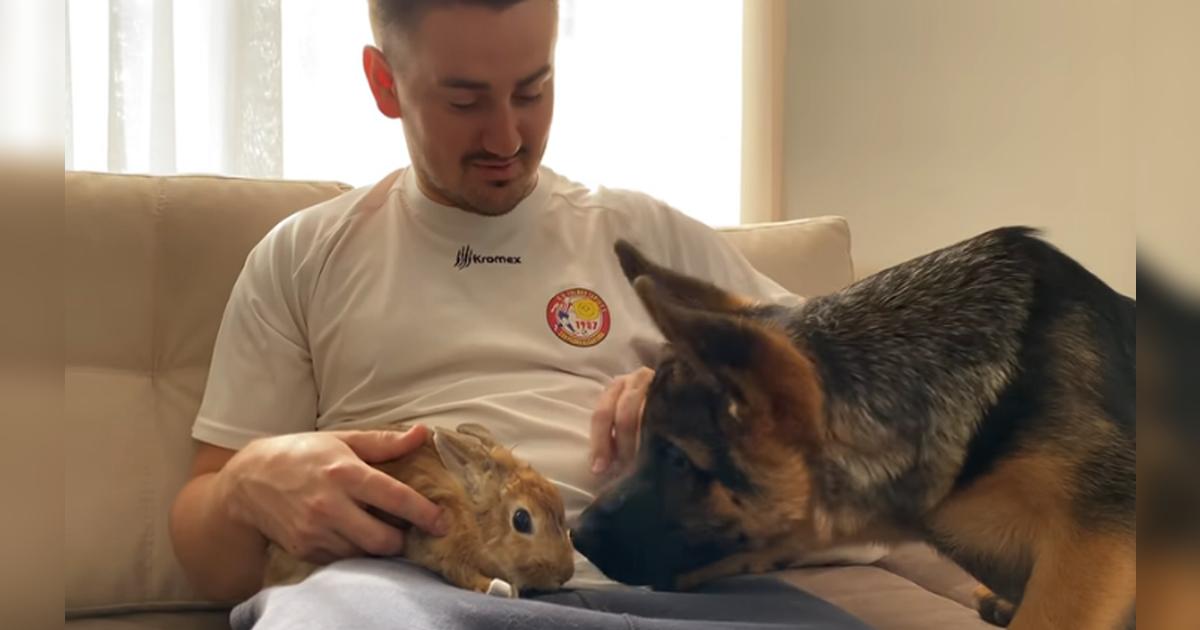 YouTube viral: perro conoce a la nueva mascota de su dueño y tiene ...