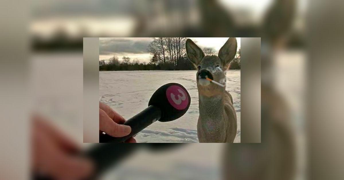 Twitter: Ciervo se convierte en meme tras “entrevista” en TV ...