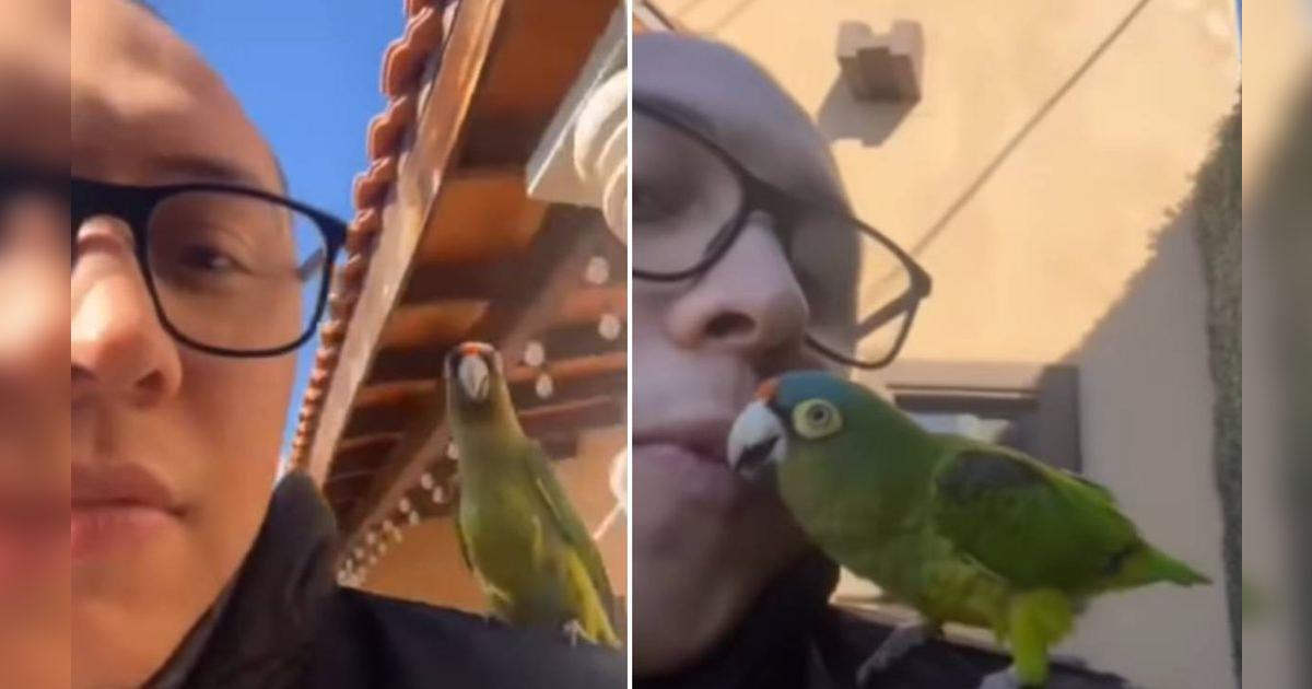 TikTok viral: lorito le dice “te quiero” por primera vez a su dueño y ...