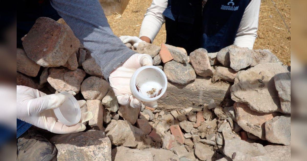 Piden a la población de Arequipa estar alerta ante posible presencia de ...