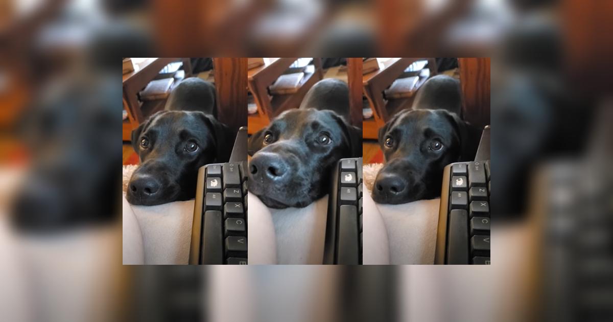 Facebook viral: Perro es ‘ignorado’ por su dueña y tiene conmovedor ...