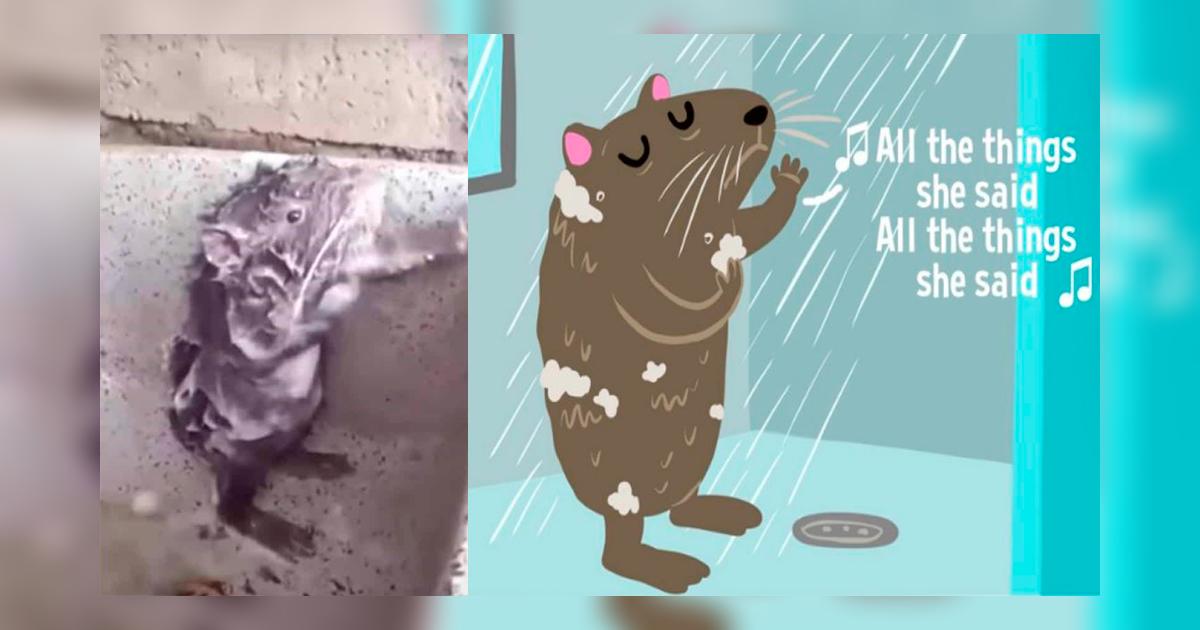 Facebook: ¿Por qué video de rata 'bañándose' creó polémica en Chile ...