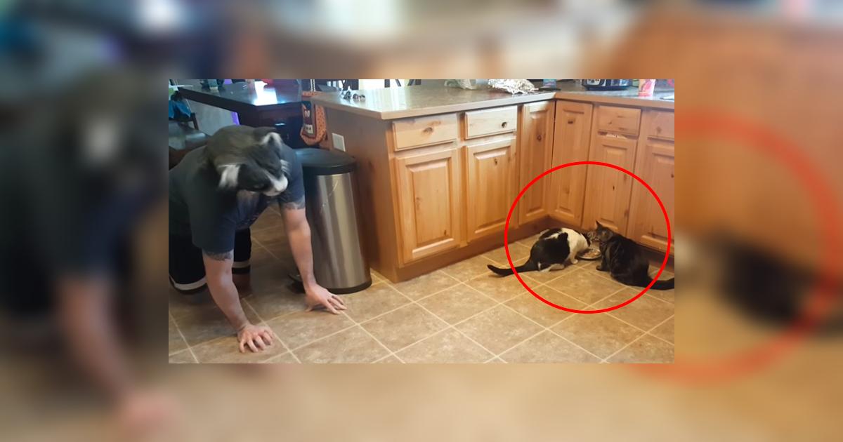 Facebook video viral: Dueño le juega broma pesada a sus gatos y ellos ...