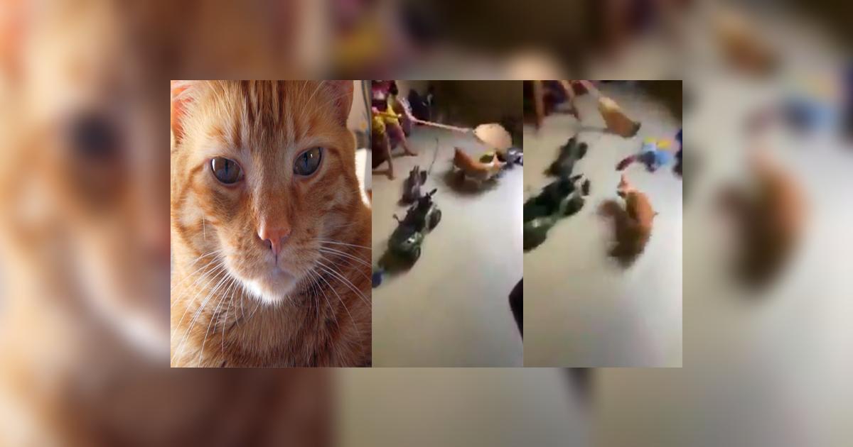 En Facebook: su gato a cazó rata y su dramática reacción se viraliza ...
