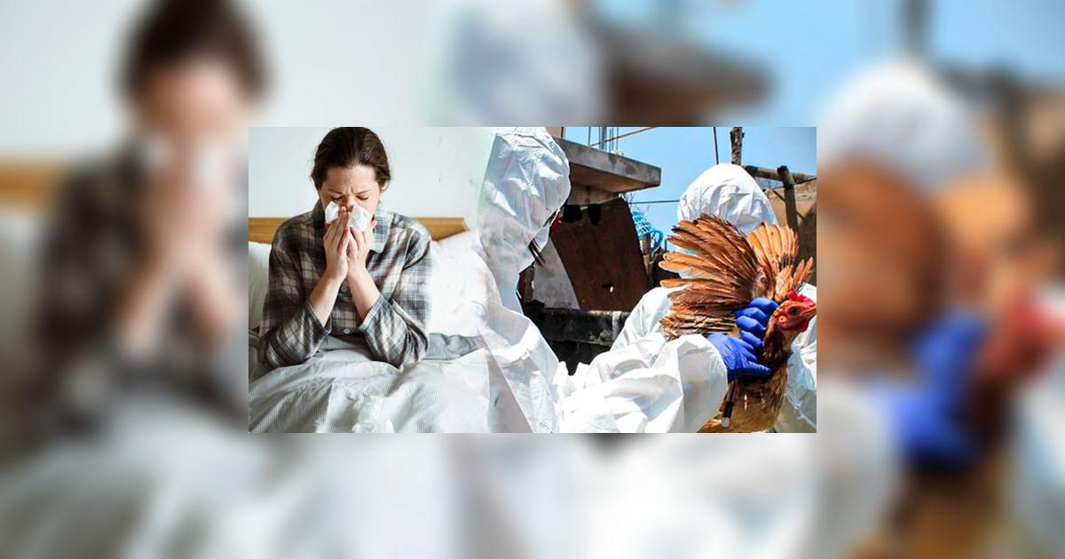 Gripe aviar en Perú: ¿cuáles son las formas en las que los humanos pueden contraer la influenza ...