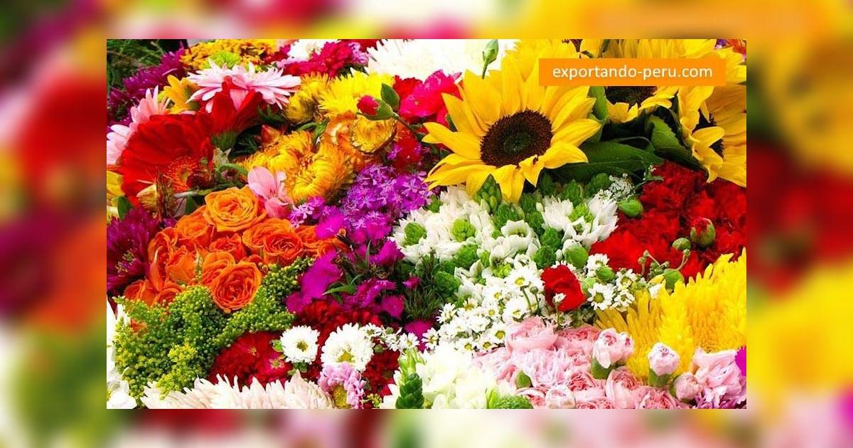 Exportación de flores peruanas sumó más de US$5. 5 millones | Sociedad ...