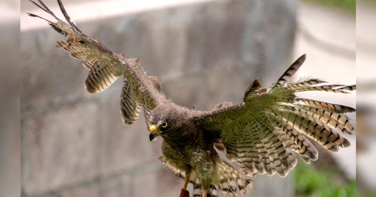Gavilán vuelve a volar gracias a trasplante de plumas en El Salvador ...