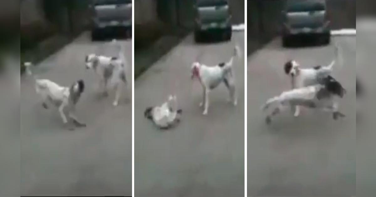 TikTok viral: Perro se hace el muerto cuando su compañero le muerde el ...