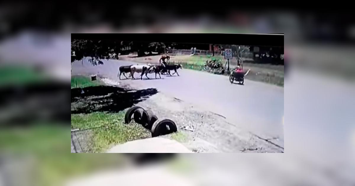 YouTube viral: con letal patada una 'vaca karateca' hace volar a un ...